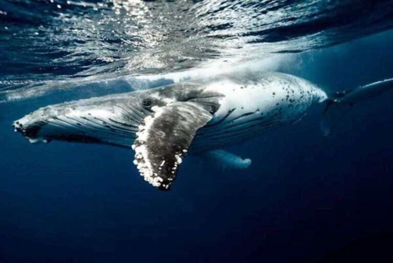 Mirissa: Whale Watching Cruise - What You Can Expect from the Tour