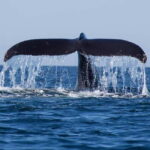 Mirissa: Whale Watching Tour - The Experience: A Deep Dive