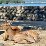 Miyajima Half-Day Private Experience with a Local - Miyajima Island: The Heart of the Tour