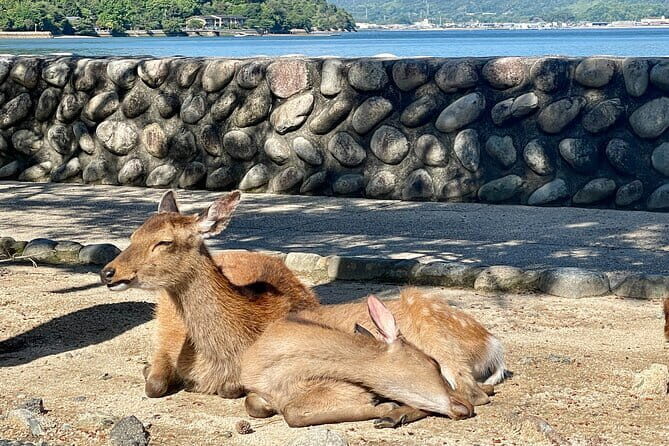 Miyajima Half-Day Private Experience with a Local - Miyajima Island: The Heart of the Tour