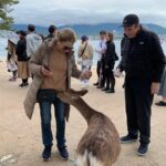 Miyajima Half-day Private Tour with Government Licensed Guide - Who Will Love This Tour?