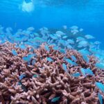 [Miyako Island / Half Day] Sea Turtle Snorkeling - The Real Experience – What Travelers Say