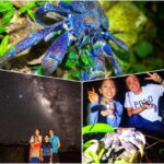 Miyako Island: Stars & Jungle Night Walking Tour - Why This Tour Offers Real Value
