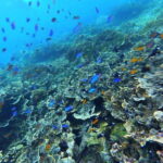 Moalboal Marvels: Island Hopping Paradise, Sardines Run - Detailed Tour Breakdown: From Pick-up to Sunsets