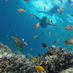 Moalboal: Pescador Island Hopping Adventure and Sardine Run - What Makes This Tour Stand Out