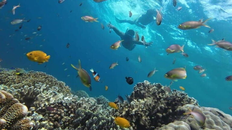 Moalboal: Pescador Island Hopping Adventure and Sardine Run - What Makes This Tour Stand Out