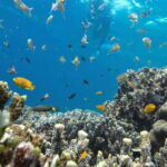 Moalboal: Pescador Island & Mantayupan Falls Adventure! - Why This Tour Is a Great Choice