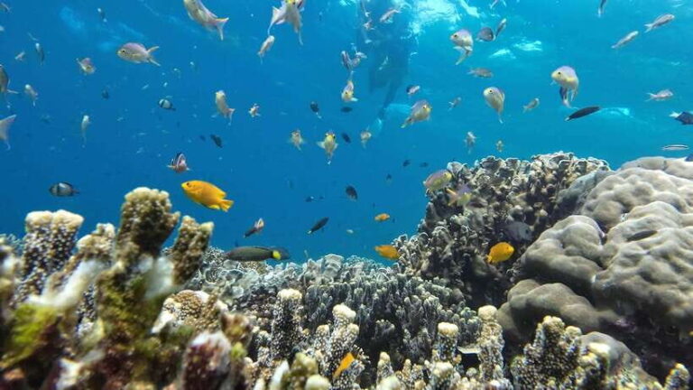 Moalboal: Pescador Island & Mantayupan Falls Adventure! - Why This Tour Is a Great Choice