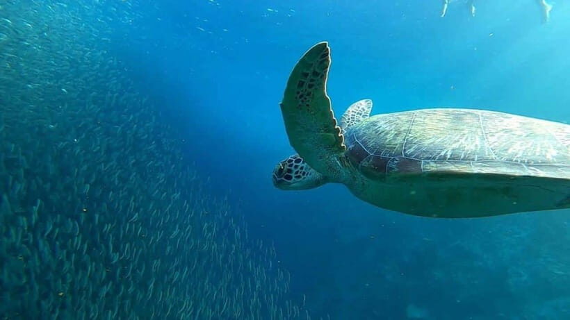 Moalboal: Sardine Run, Turtles and Pescador Island Hopping - Is This Tour Worth It?
