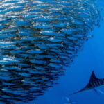 Moalboal Sardines Run Private Tour - The Tour Itinerary: What to Expect