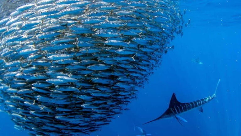 Moalboal Sardines Run Private Tour - The Tour Itinerary: What to Expect