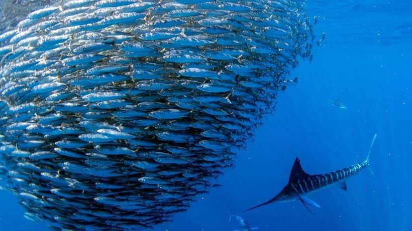 Moalboal Sardines Run Private Tour - The Tour Itinerary: What to Expect