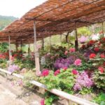 Mojiko Retro, Kawachi Wisteria and Shiranoe Gardens Tour YokaBus - Who Is This Tour Best For?