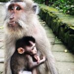 Mongkey Forest , Water Temple , Waterfall and Rice Terraces - Practical Insights