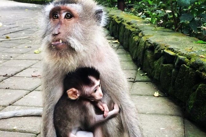 Mongkey Forest , Water Temple , Waterfall and Rice Terraces - Practical Insights