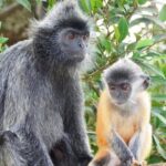 Monkey Hill, Eagle and Firefly Tour - Analyzing the Value