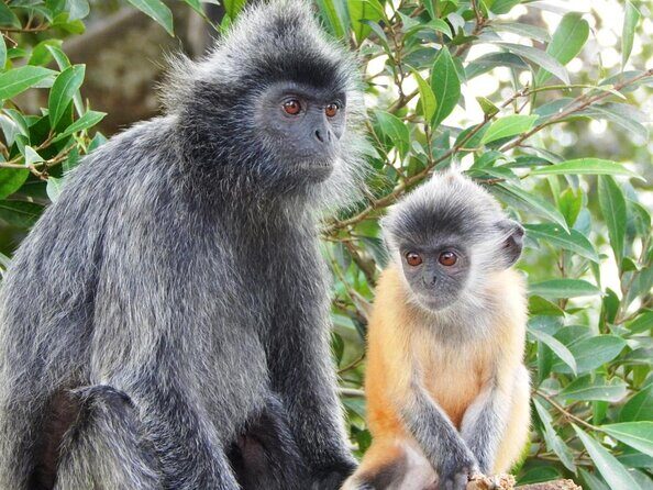 Monkey Hill, Eagle and Firefly Tour - Analyzing the Value