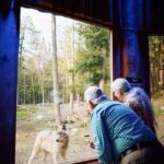 Montebello, QC: Parc Omega Wolves Experience with Cocktail & Guide - Key Points