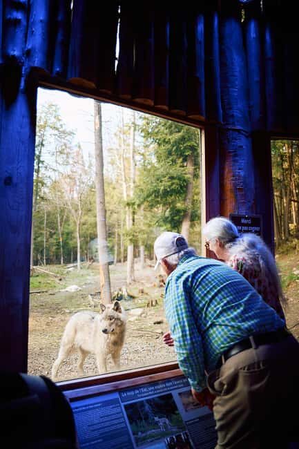 Montebello, QC: Parc Omega Wolves Experience with Cocktail & Guide - Key Points