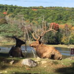 Montreal: Private Day Tour to Parc Omega & Montebello Lodge - What Makes This Tour Stand Out