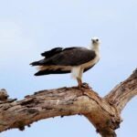 Morning 07 Hour Private Safari at Yala National Park by Yala La Safari Tours - The Review in Brief: What People Are Saying