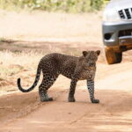 Morning 07 Hour Shared Safari at Yala National Park by Yala La Safari Tours - Why This Tour Is Worth Considering