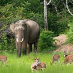 Morning game drive in Bundala National Park - The Practicalities: Whats Included and Whats Not