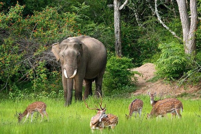 Morning game drive in Bundala National Park - The Practicalities: Whats Included and Whats Not