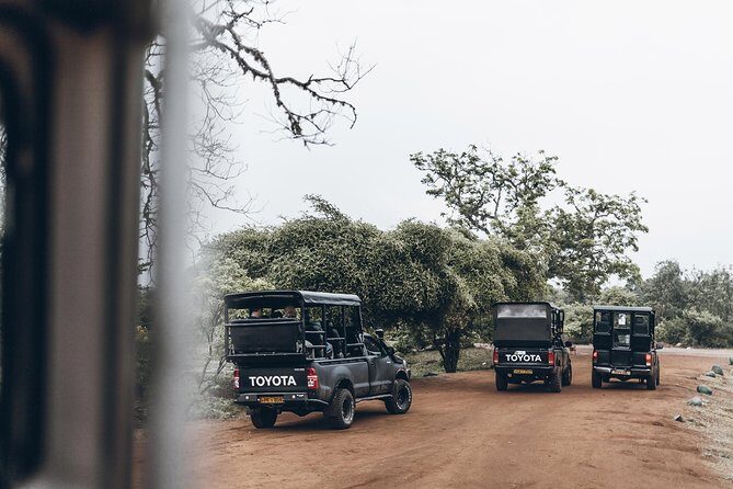 Morning game drive in Yala National Park - Detailed Breakdown of the Itinerary