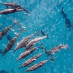 Morning Na Pali Adventure & Snorkel Tour (Hanalei Departure) - The Itinerary in Detail