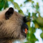 Morning Private Safari at Bundala Park by Yala La Safari Tours - The Sum Up: Who Is This Tour Best For?