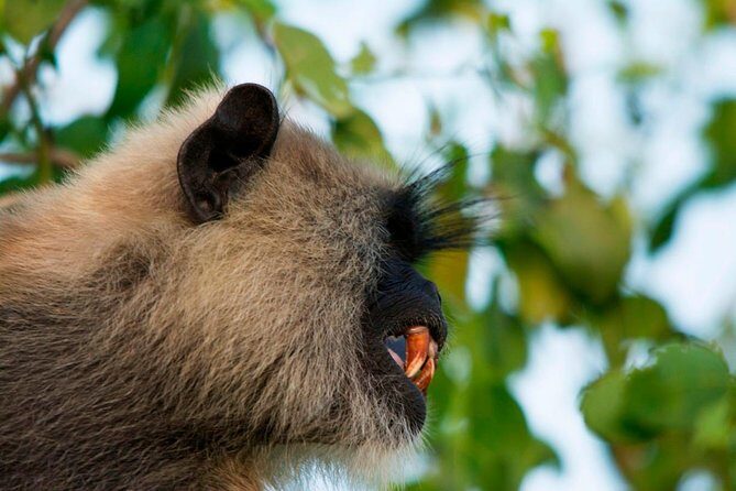 Morning Private Safari at Bundala Park by Yala La Safari Tours - The Sum Up: Who Is This Tour Best For?