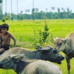 Morning Tour Bamboo Train, Ancient House, Local, Countryside - An In-Depth Look at the Tour