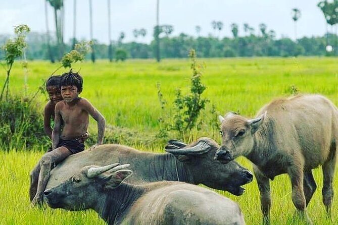 Morning Tour Bamboo Train, Ancient House, Local, Countryside - An In-Depth Look at the Tour