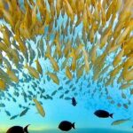 Morning Turtle Town Snorkel at Coral Gardens - The Value of This Tour