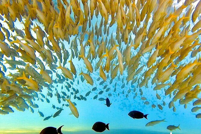 Morning Turtle Town Snorkel at Coral Gardens - The Value of This Tour