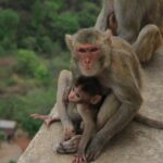 Mount Popa Tour - The Itinerary in Detail