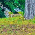 Mount Royal Hotel to Banff National Park Minivan Tour - Why This Tour Might Be Right for You