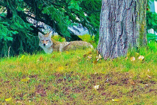 Mount Royal Hotel to Banff National Park Minivan Tour - Why This Tour Might Be Right for You