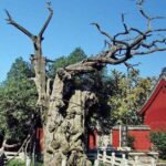 Mount Tai Private Day Tour from Jinan with Lunch and Cable Car Ride - The Value of the Tour: What It Means for You