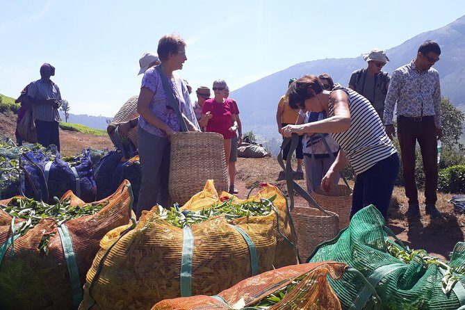 Mountain Hiking in Munnar (half day) By Munnar Info - A Closer Look at the Experience