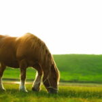 Mt. Aso and Takachiho Gorge 1 Day Highlights Tour From Kumamoto - Practical Details: What to Expect and Why It Matters