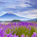 Mt. Fuji 6 Attractions Tour: Lake Kawaguchi, Oshino Hakkai - What Makes This Tour Special?