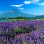 Mt. Fuji Five Lakes Area Private Tour with Licensed Guide(Kawaguchiko area Dep) - The Value and Practicalities