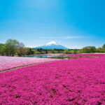 Mt. Fuji Shiba Sakura Festival and Hoto Noodle Making - Who Should Consider This Tour?