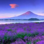 Mt. Fuji Tour in Lake Kawaguchi and Oshino Hakkai - Transportation and Timing: What You Need to Know