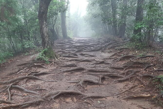 Mt. Takao with Hot Spring Private Tour - What We Loved & What to Consider