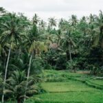 Munduk: Tamblingan jungle trek, waterfall, Ulun Danu temple - Reviews and Authentic Feedback