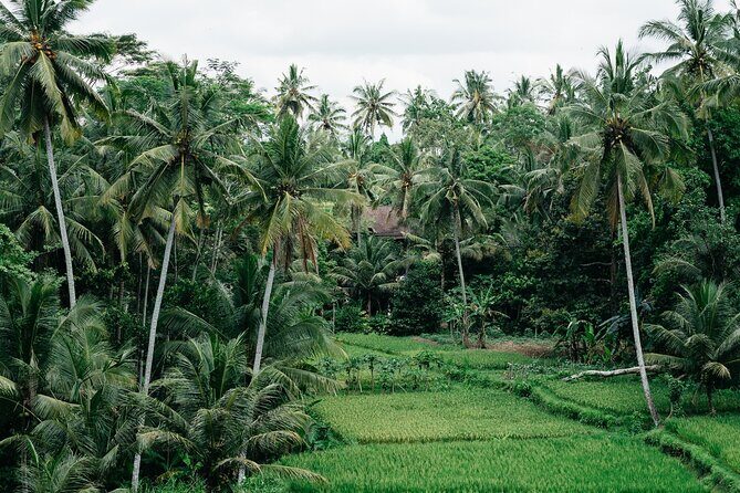 Munduk: Tamblingan jungle trek, waterfall, Ulun Danu temple - Reviews and Authentic Feedback