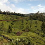 Munnar: Half Day Trekking Through Tea Plantation - The Itinerary in Detail
